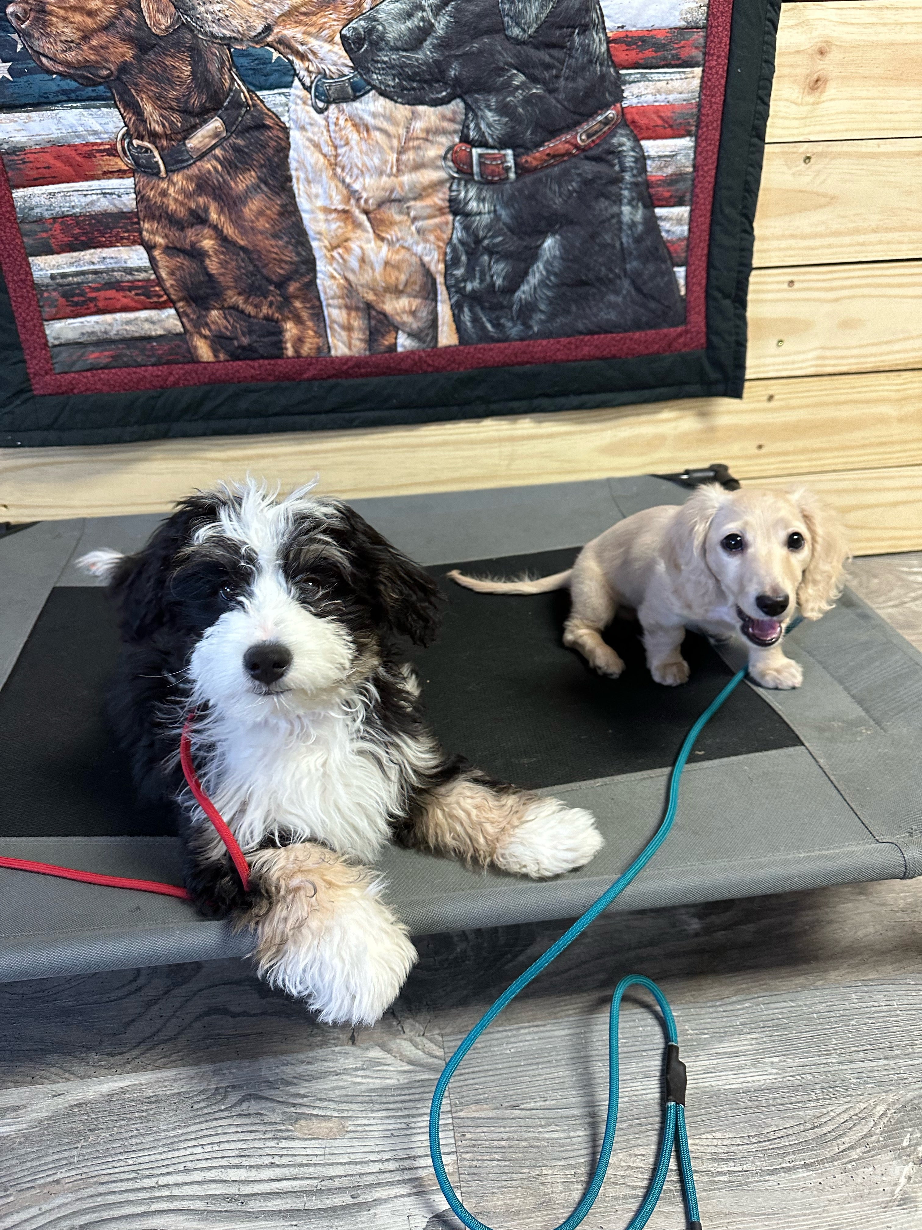 Dog Training – Tactical Treats